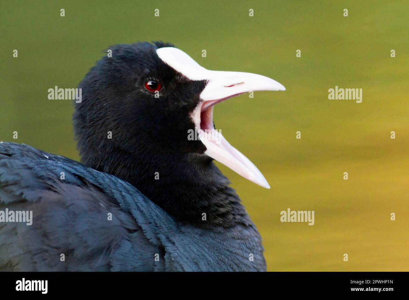 Coot head hi-res stock photography and images - Alamy