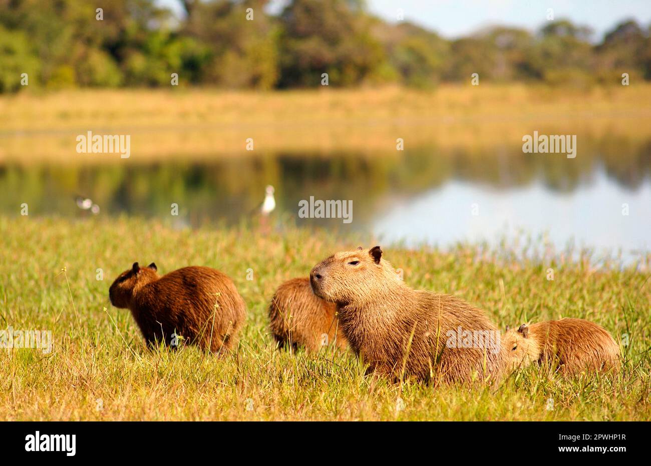 Capybara head hi-res stock photography and images - Alamy