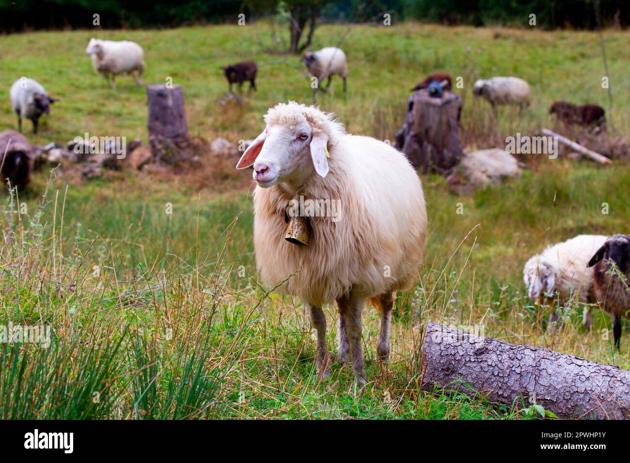 Stone sheep hi-res stock photography and images - Alamy