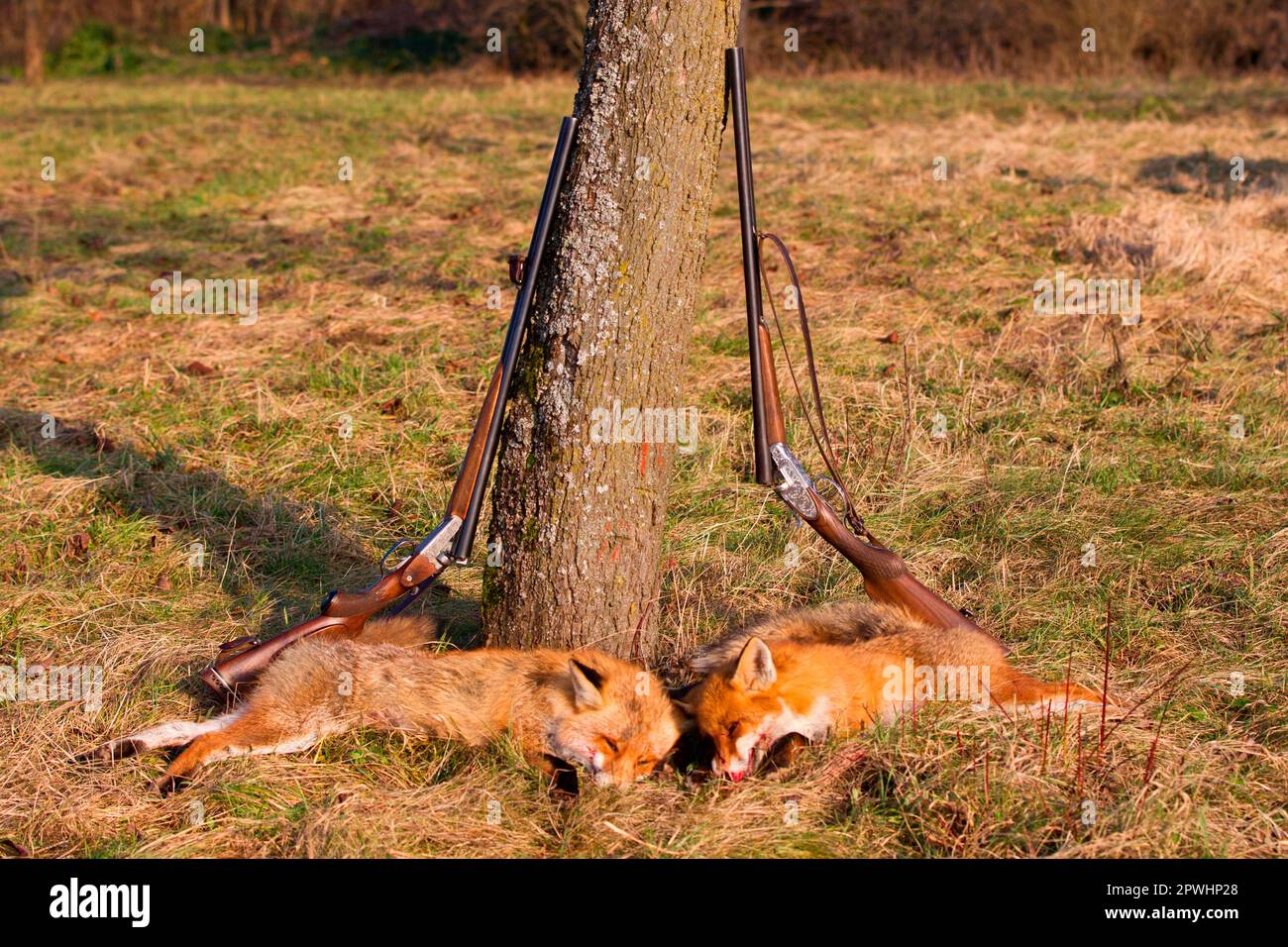 Fox gun hi-res stock photography and images - Alamy