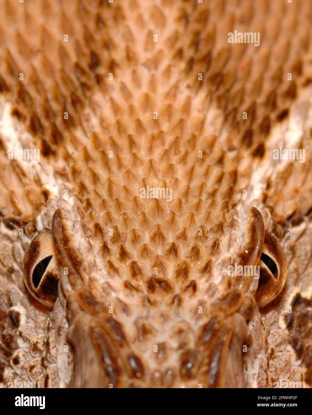 Chain viper hi-res stock photography and images - Alamy