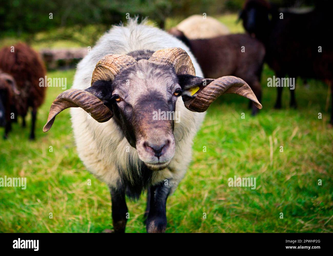 Stone sheep hi-res stock photography and images - Alamy