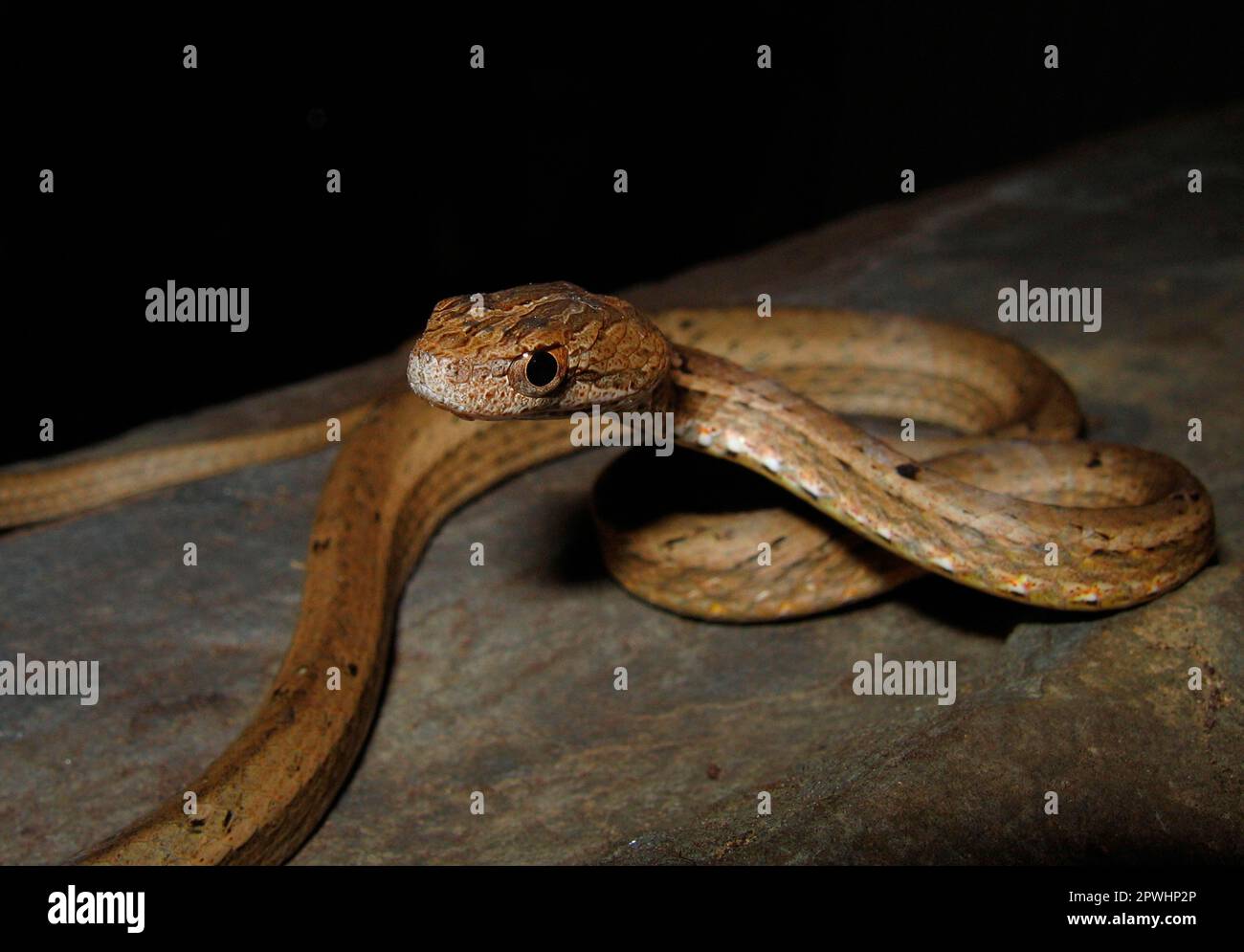 False snake hi-res stock photography and images - Alamy