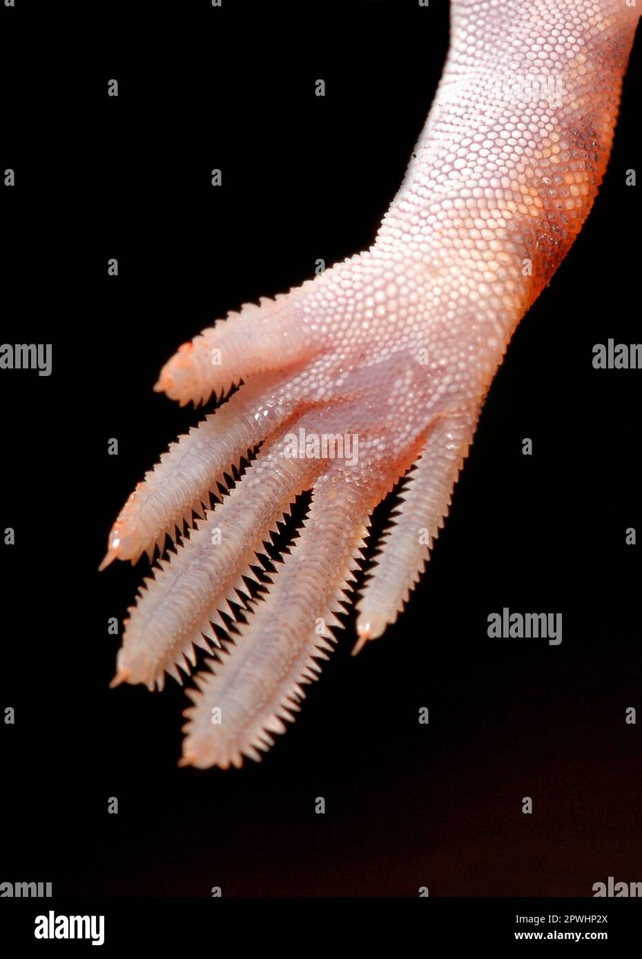 Barking Gecko, Foot Stock Photo - Alamy