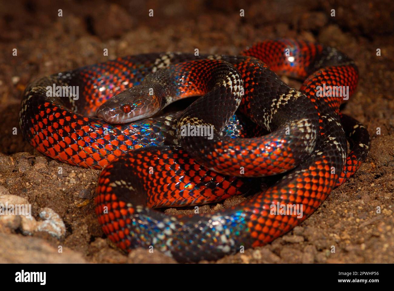 False coral snake hi-res stock photography and images - Alamy