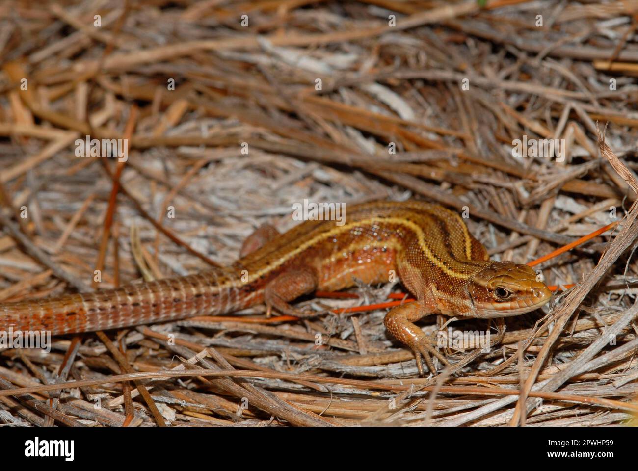 Pannonian wood lizard Stock Photo - Alamy