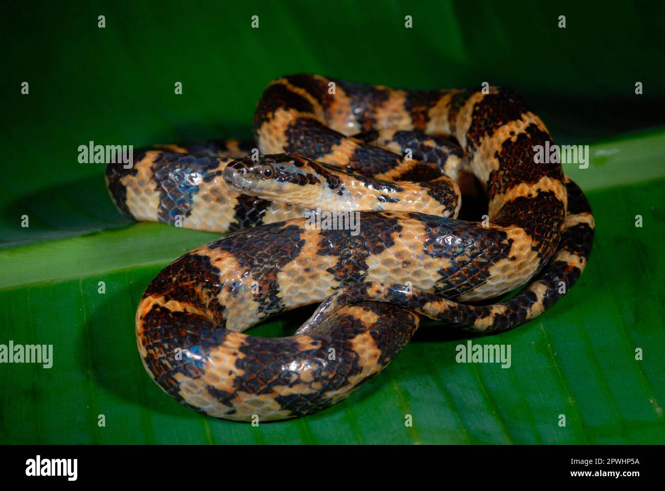 Mature snake hi-res stock photography and images - Alamy