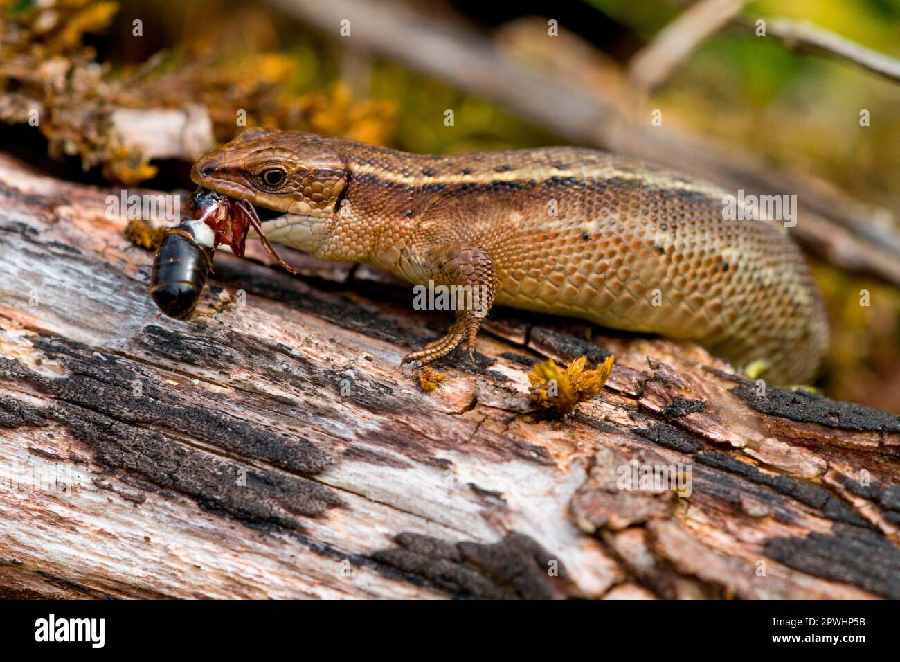 Lizard feeding hi-res stock photography and images - Alamy