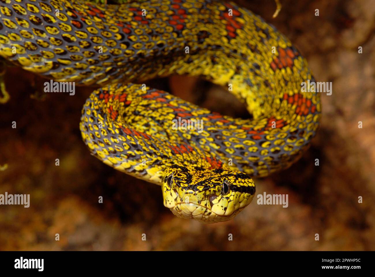 Animal poisonous hi-res stock photography and images - Alamy