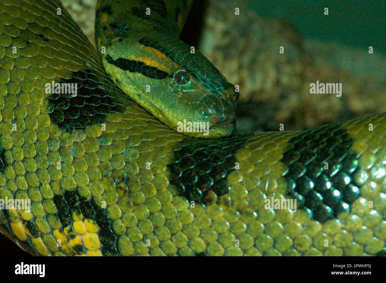 Green anaconda hi-res stock photography and images - Alamy