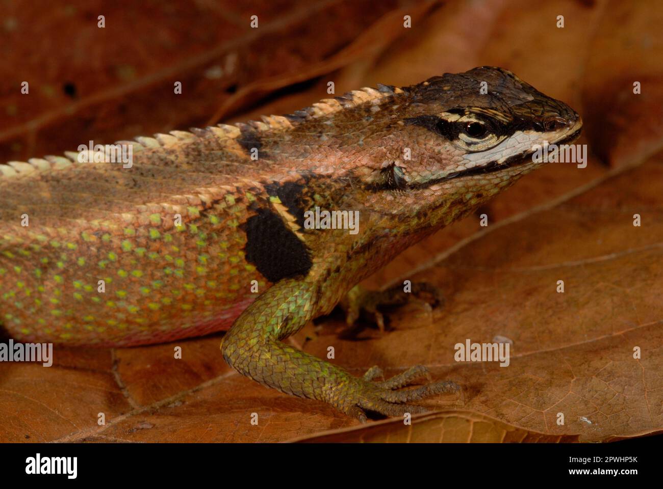 Huancabamba hi-res stock photography and images - Alamy