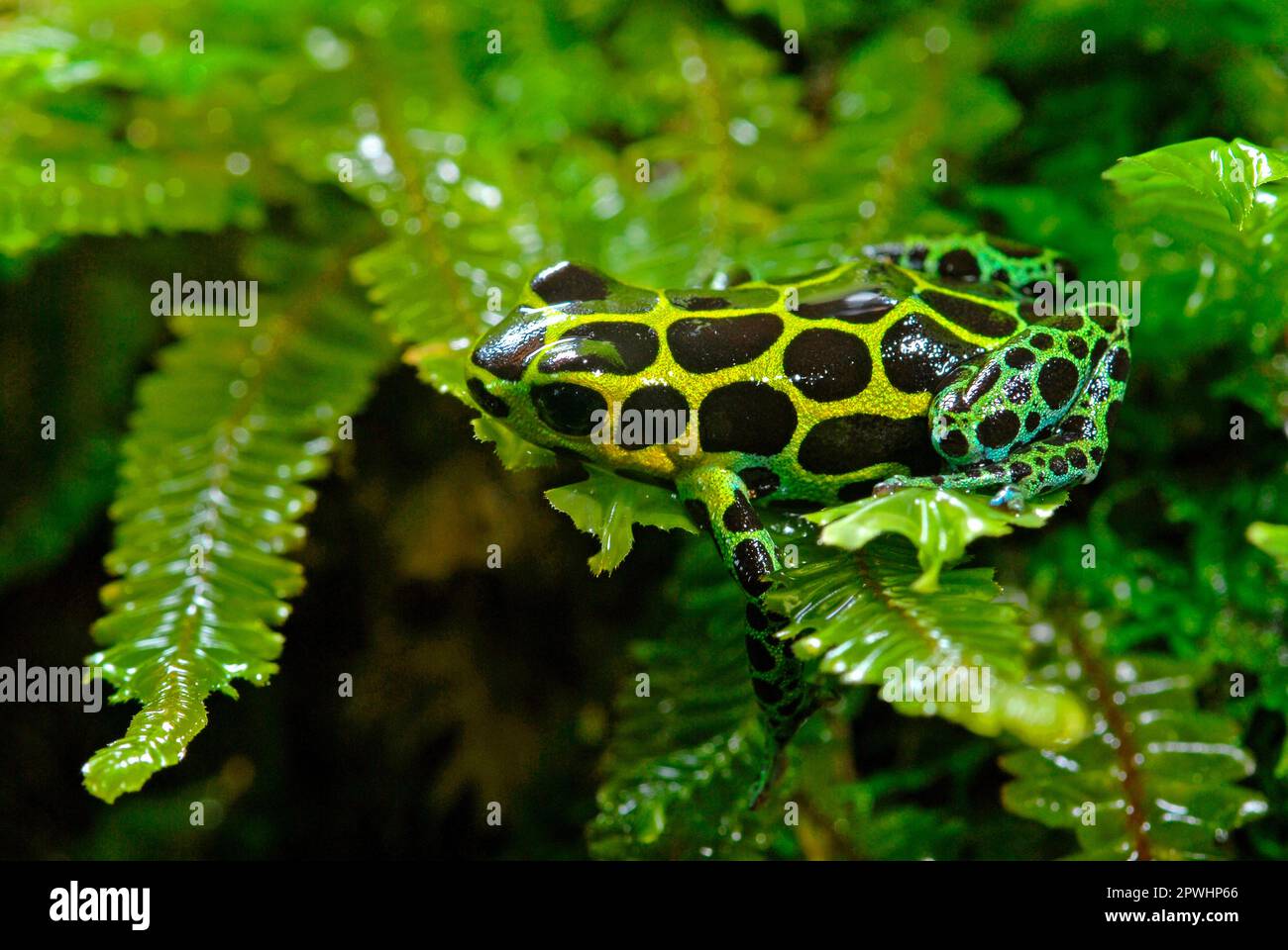 Variable poison dart frog Stock Photo - Alamy