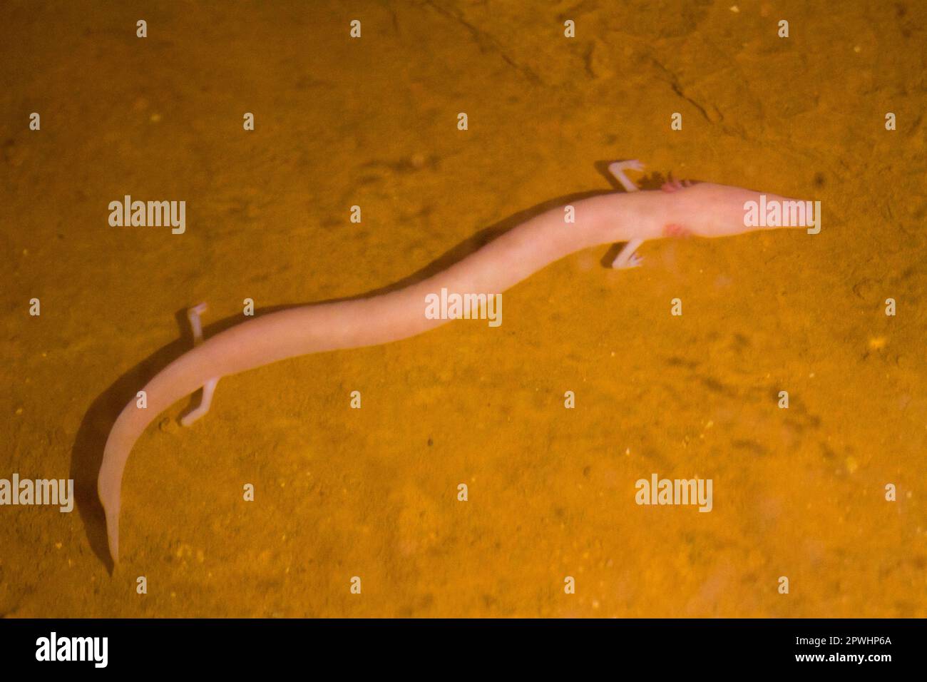 Olm hi-res stock photography and images - Alamy