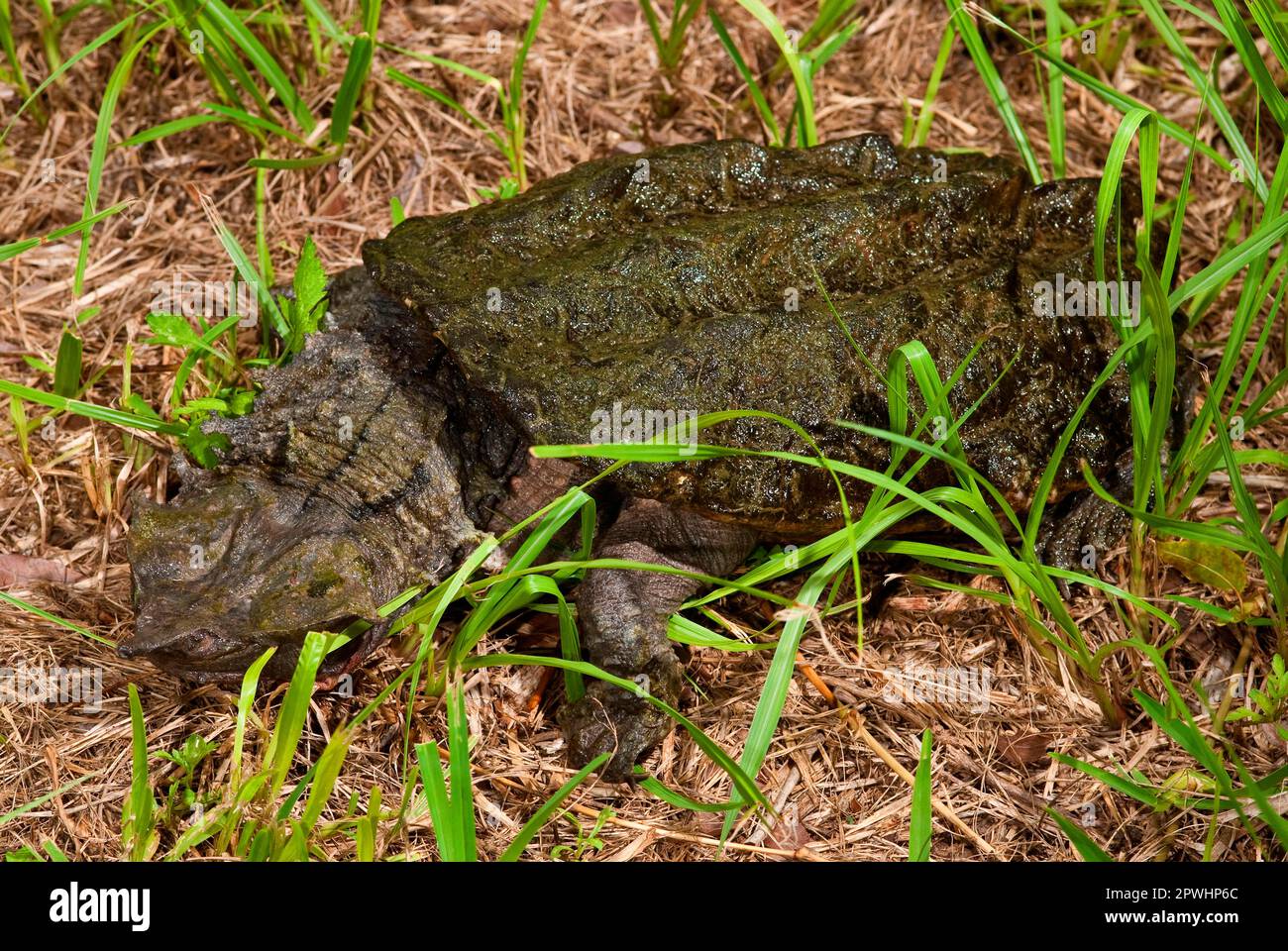 Matamata new zealand hi-res stock photography and images - Alamy