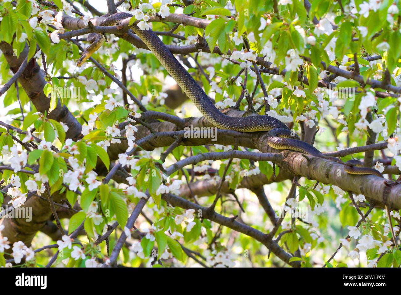 Snake spring hi-res stock photography and images - Alamy