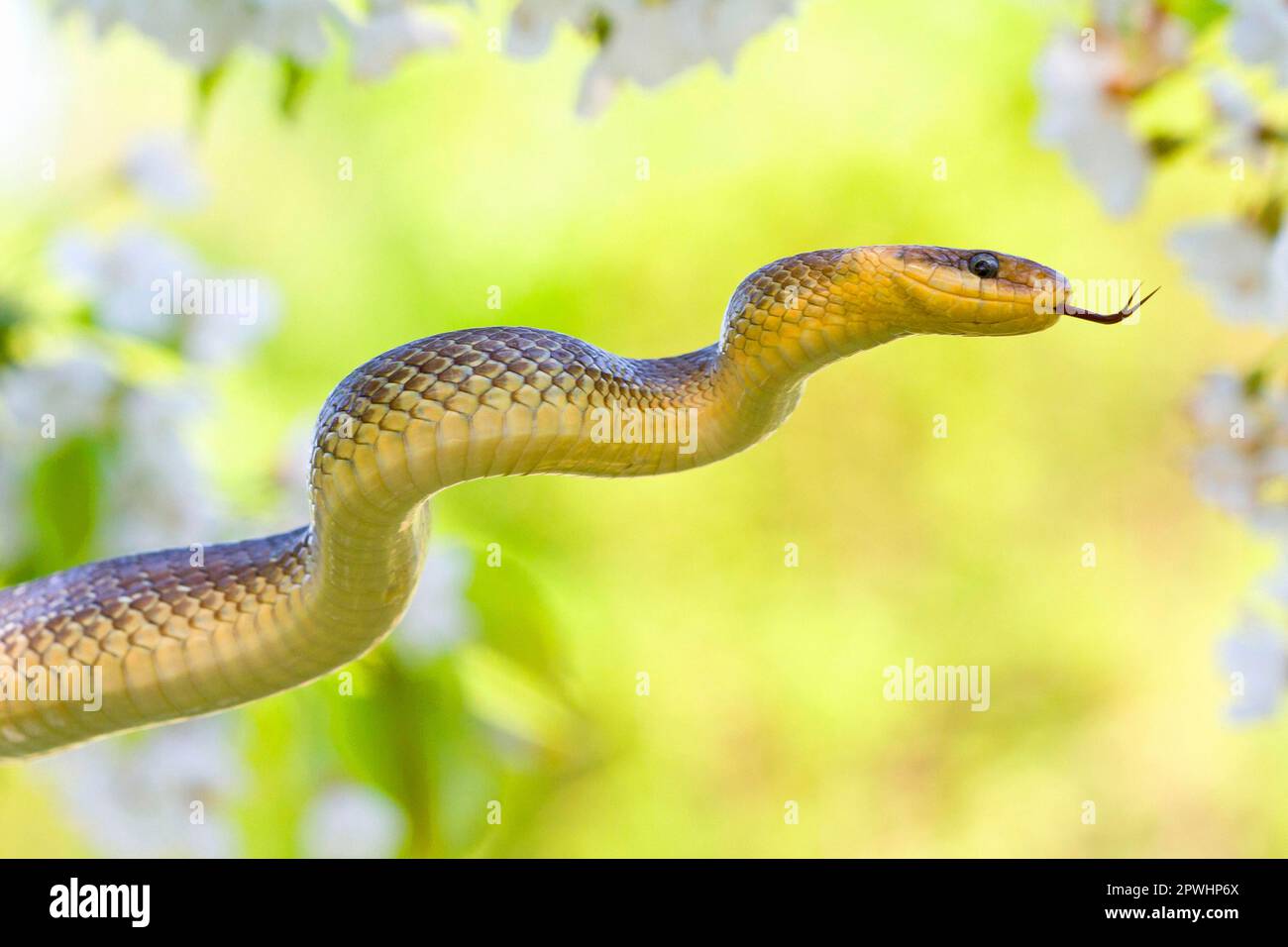 Stick snake hi-res stock photography and images - Alamy