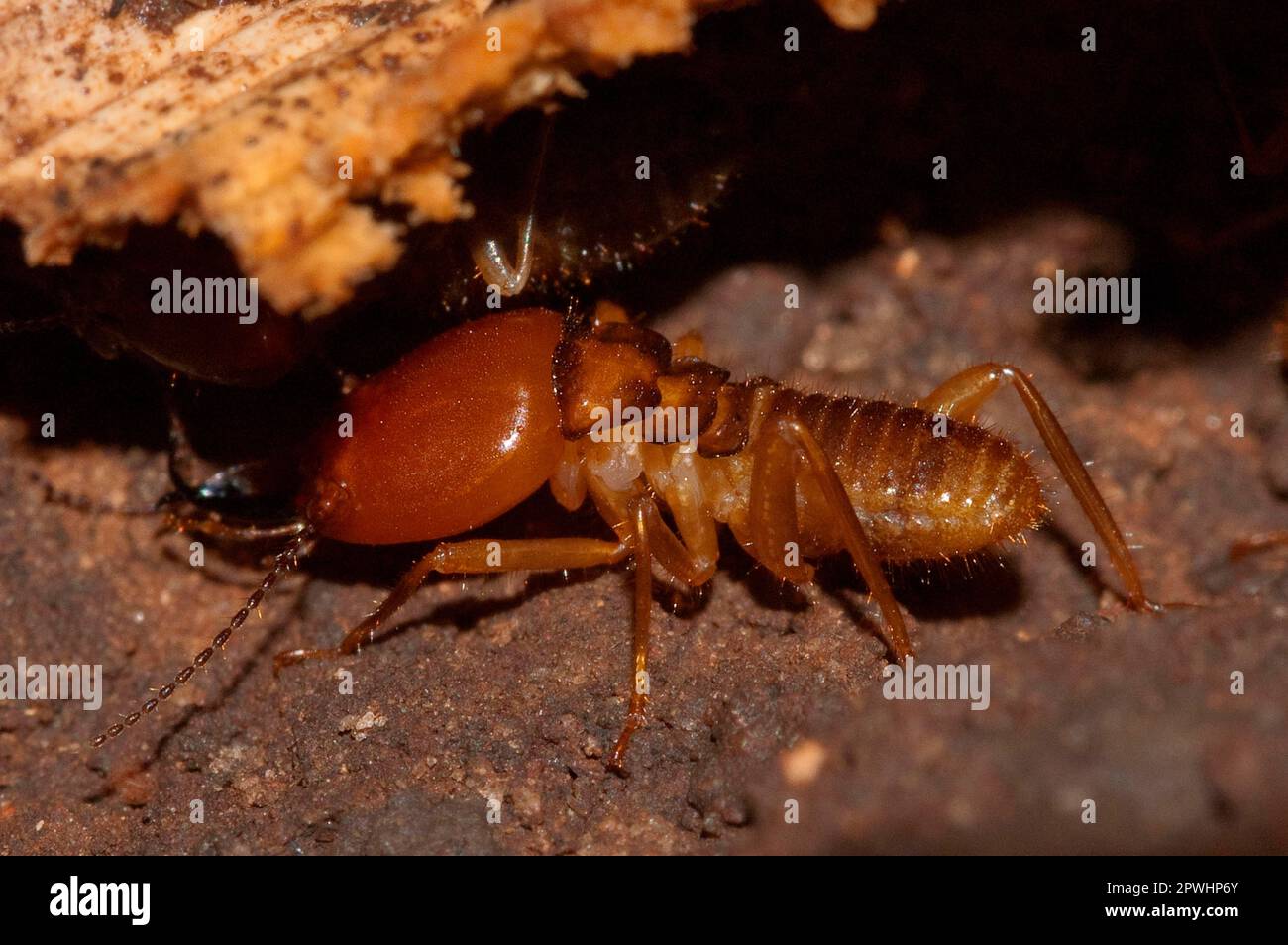 Soldier termite hi-res stock photography and images - Alamy