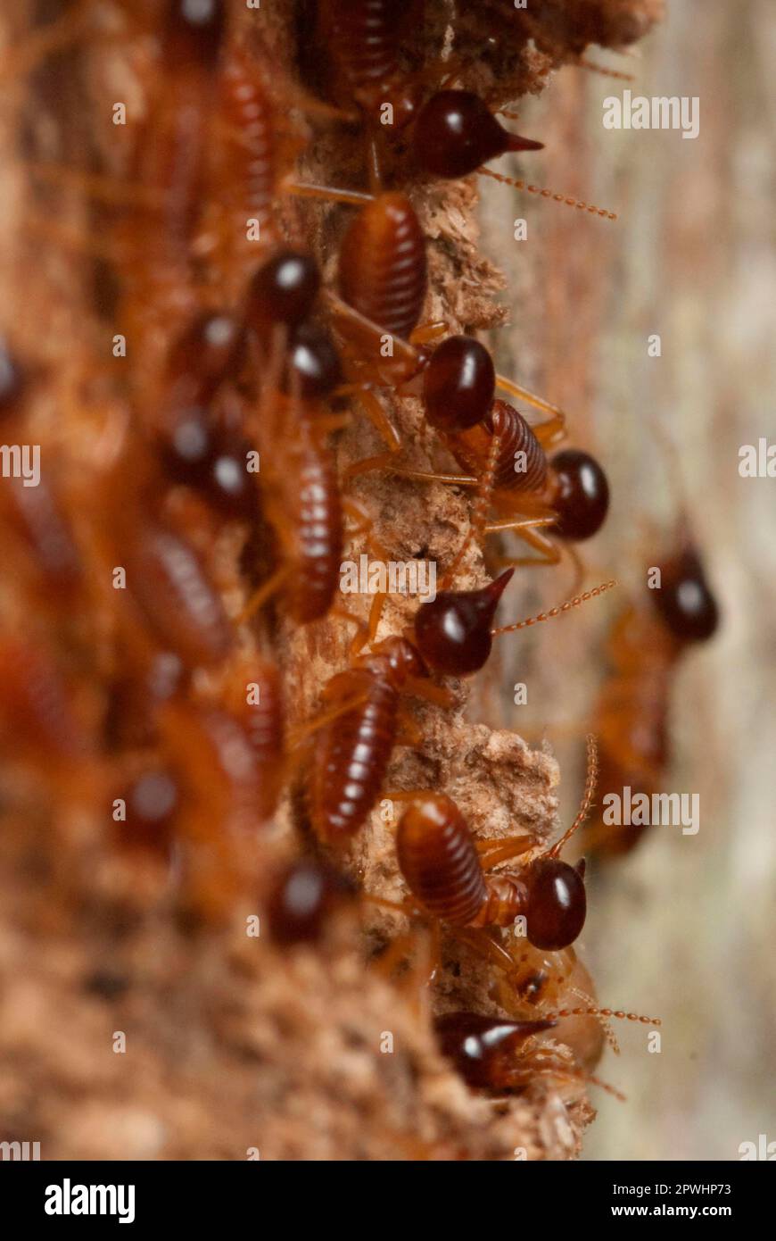 Termites in the corridor Stock Photo - Alamy