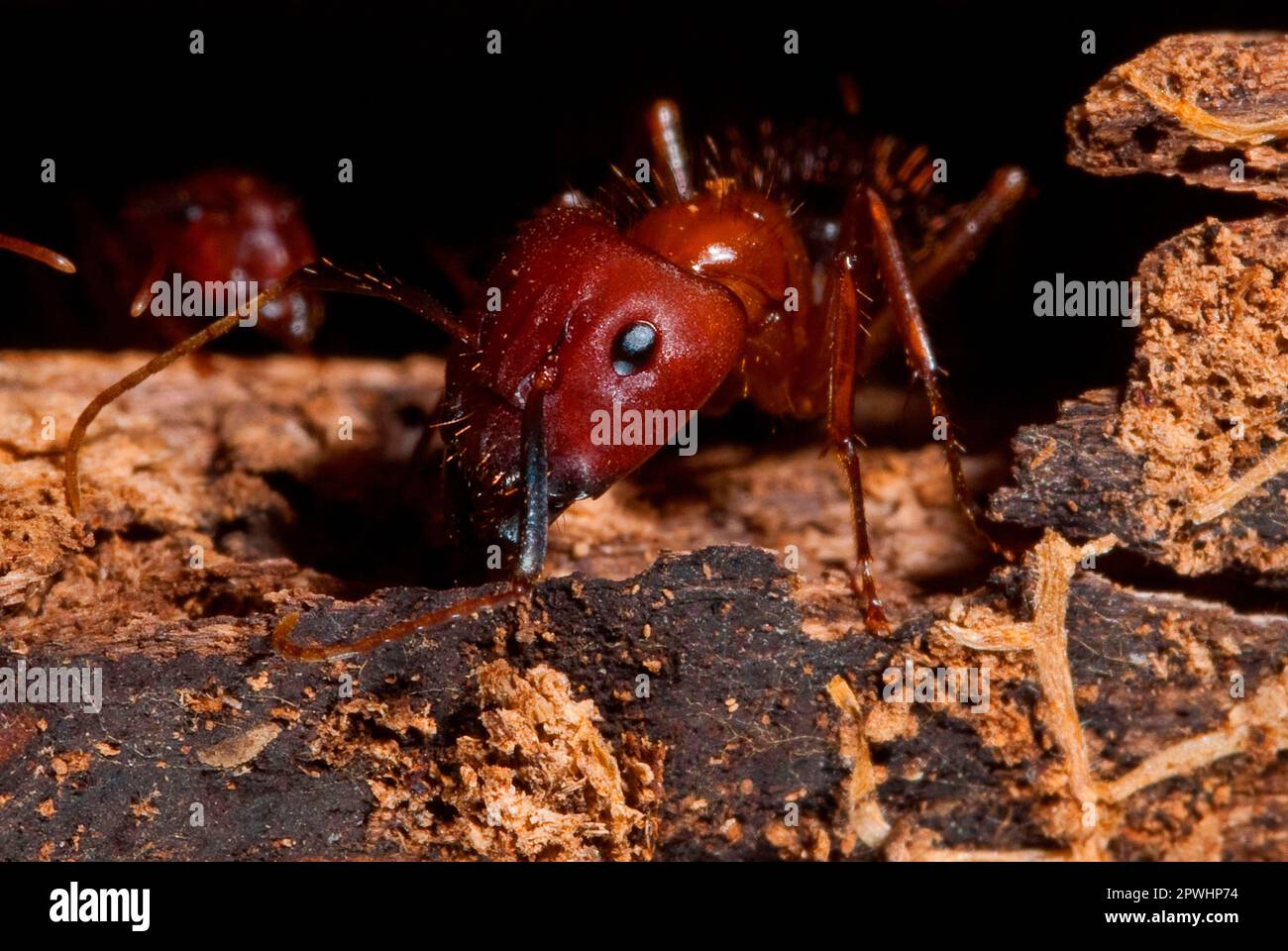 Florida carpenter ant Stock Photo - Alamy