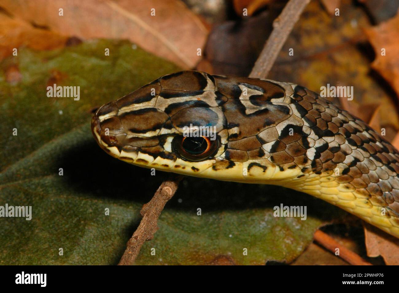 Schokari snake hi-res stock photography and images - Alamy