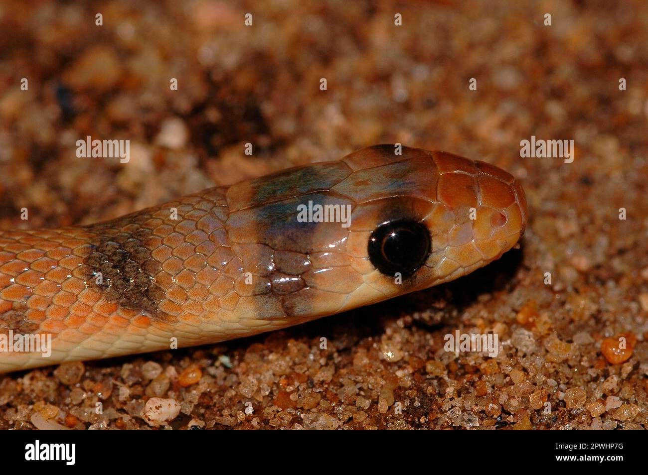 Snake arrow hi-res stock photography and images - Alamy