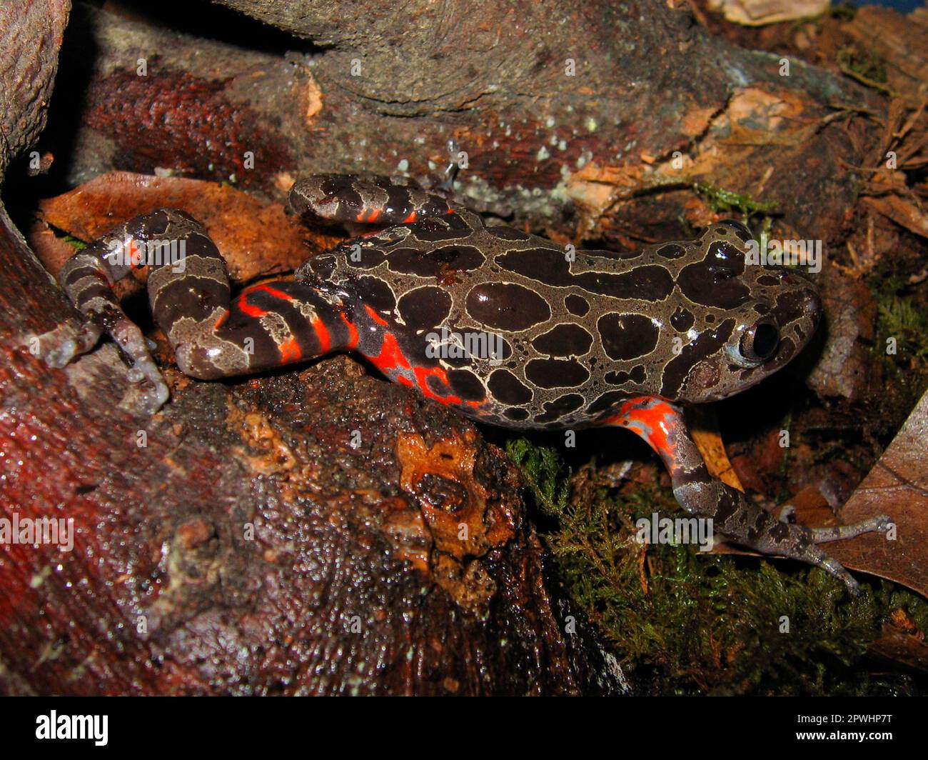 African tree frog hi-res stock photography and images - Alamy
