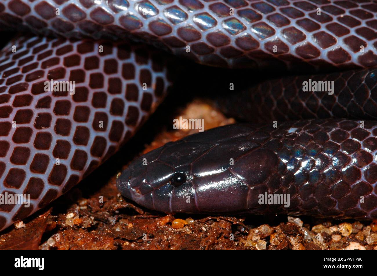Purple tailed snake hi-res stock photography and images - Alamy