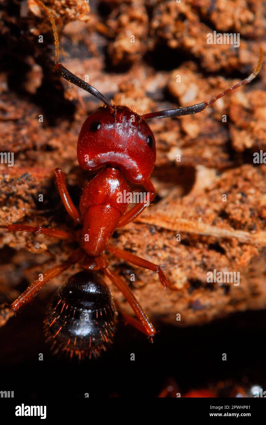 Florida carpenter ant Stock Photo - Alamy