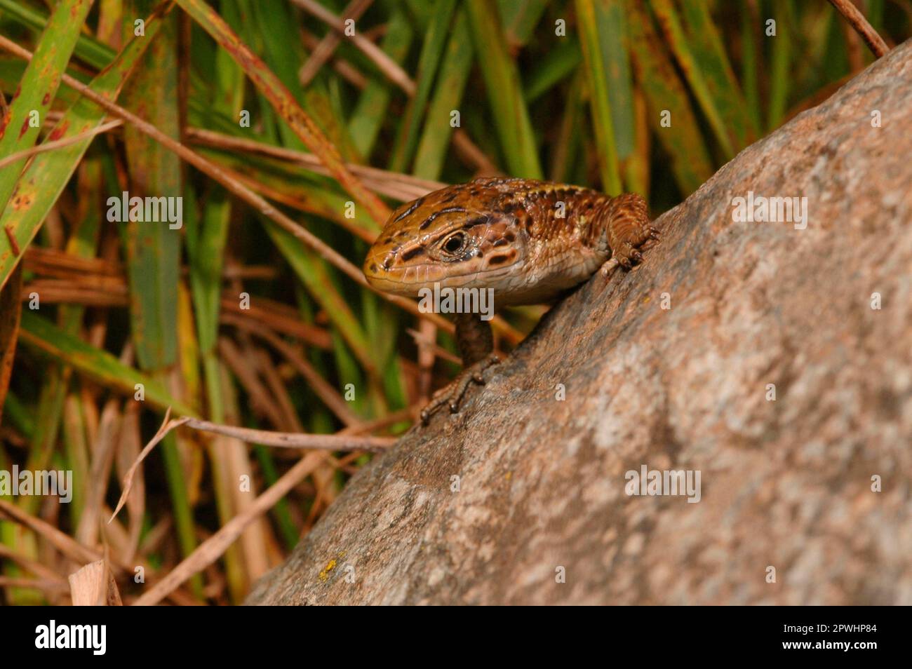 African Mountain Lizard Stock Photo - Alamy