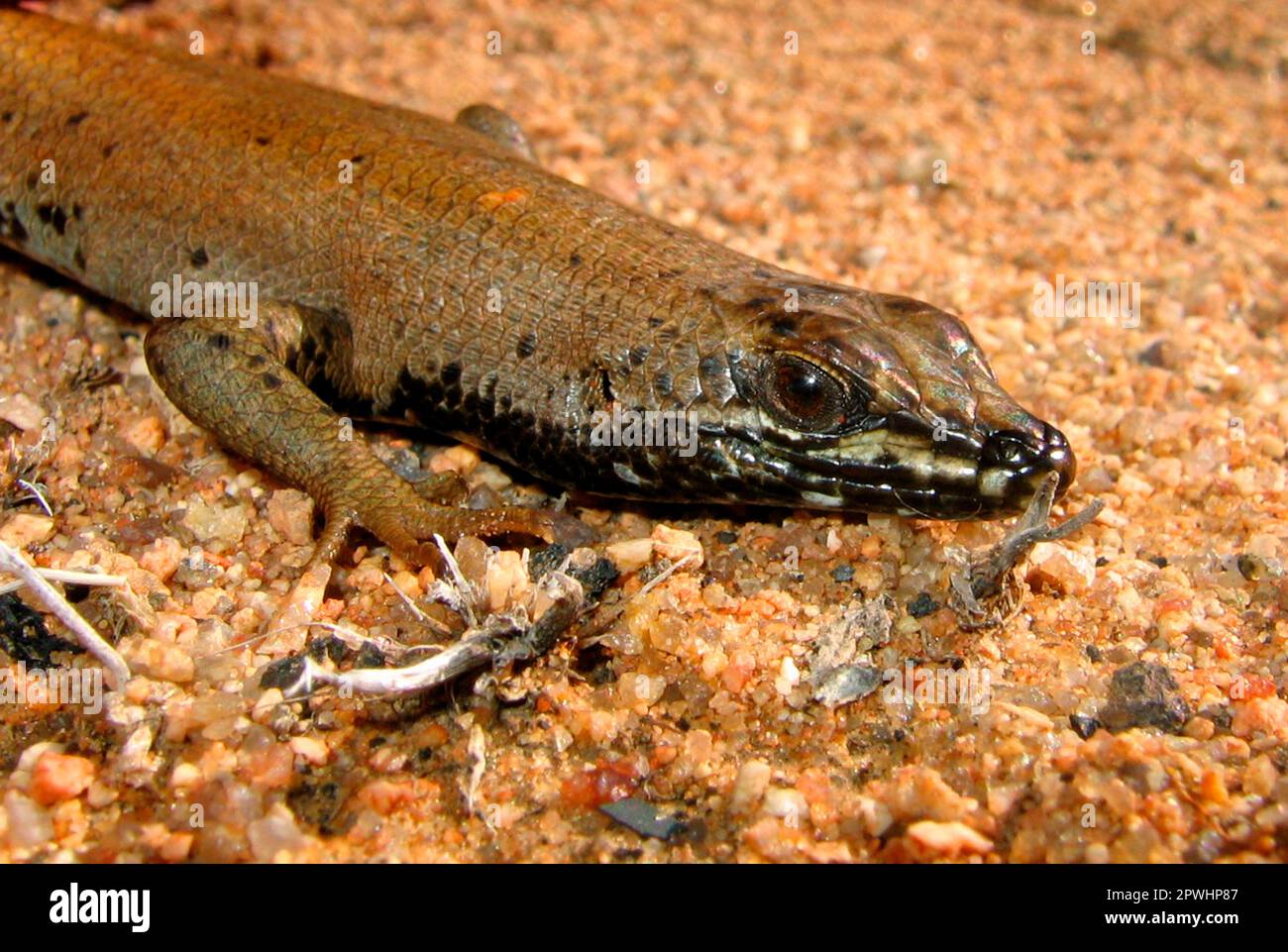 Rock skink hi-res stock photography and images - Alamy
