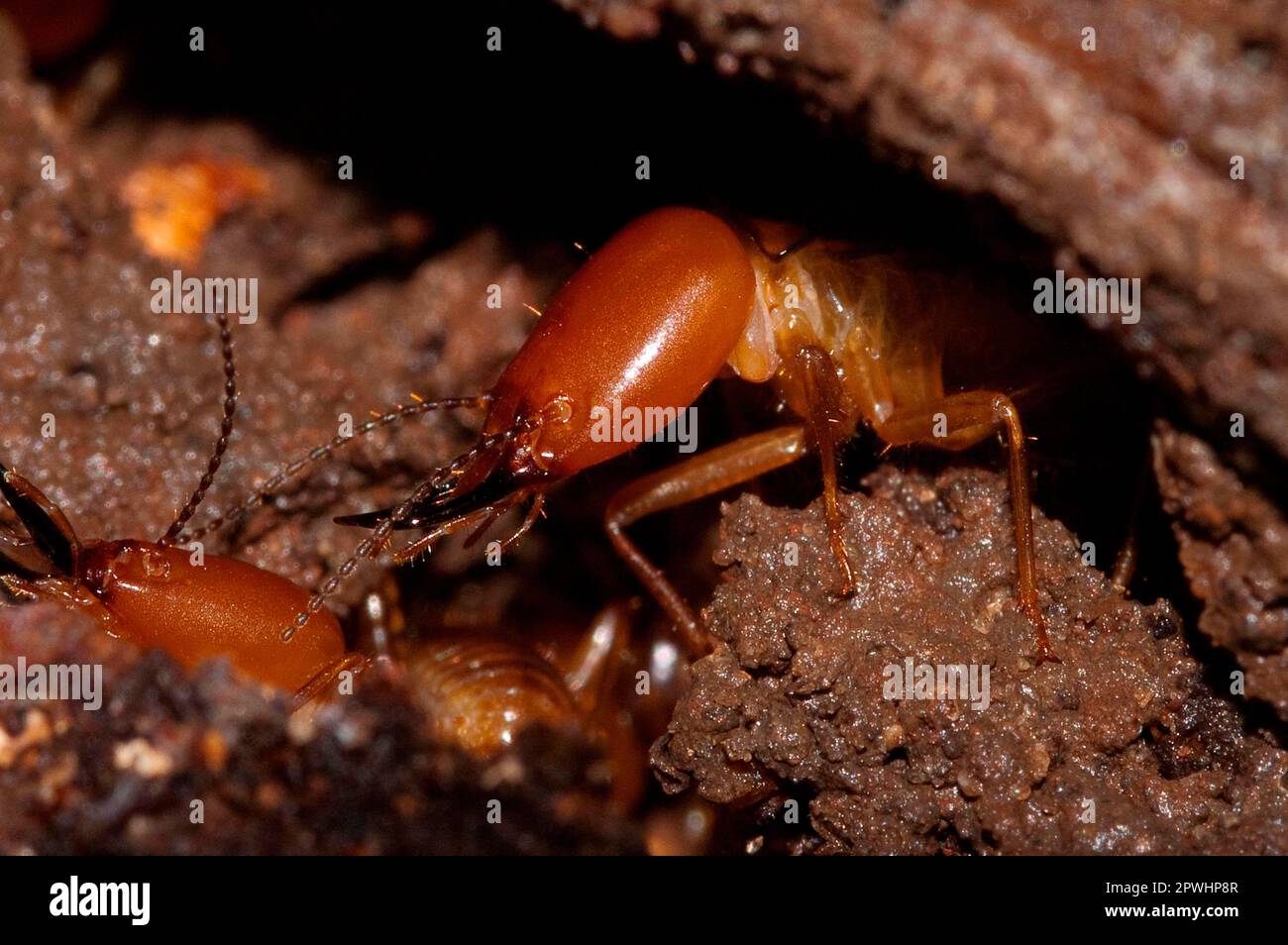 Termite soldiers hi-res stock photography and images - Alamy