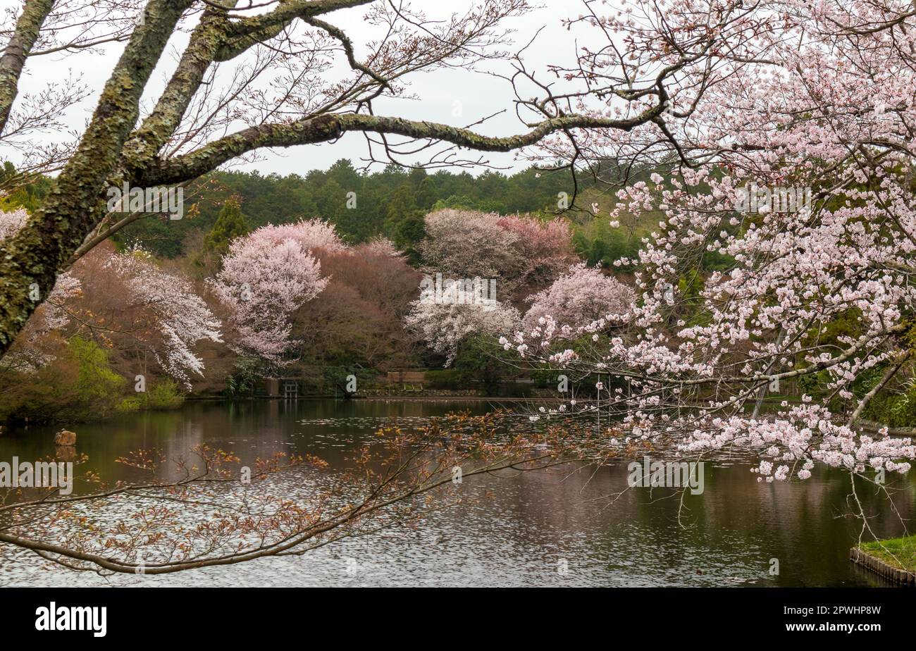 Sakura blossom on the shore of a tiny pond near the Ryoanji Temple in ...