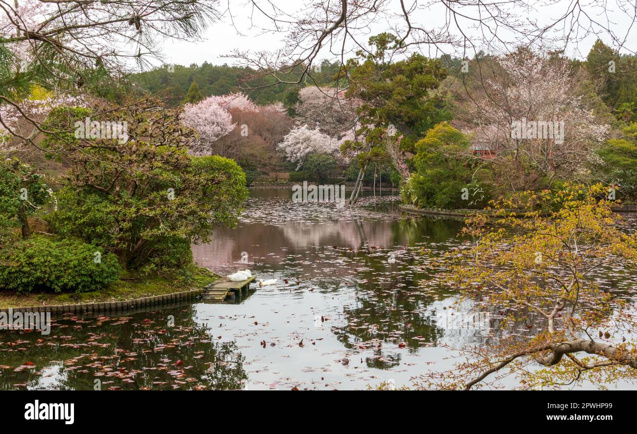 Sakura blossom on the shore of a tiny pond near the Ryoanji Temple in ...
