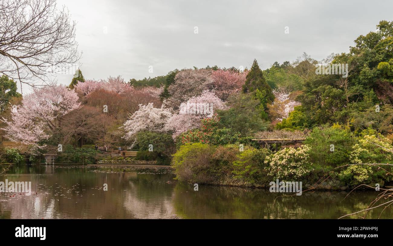 Sakura kyoto temple hi-res stock photography and images - Alamy