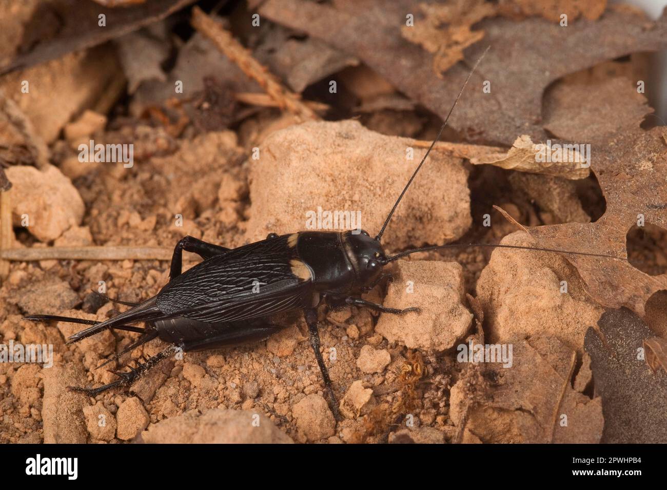 Spotted cricket hi-res stock photography and images - Alamy