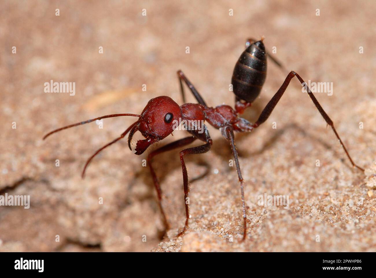 Desert ant hi-res stock photography and images - Alamy