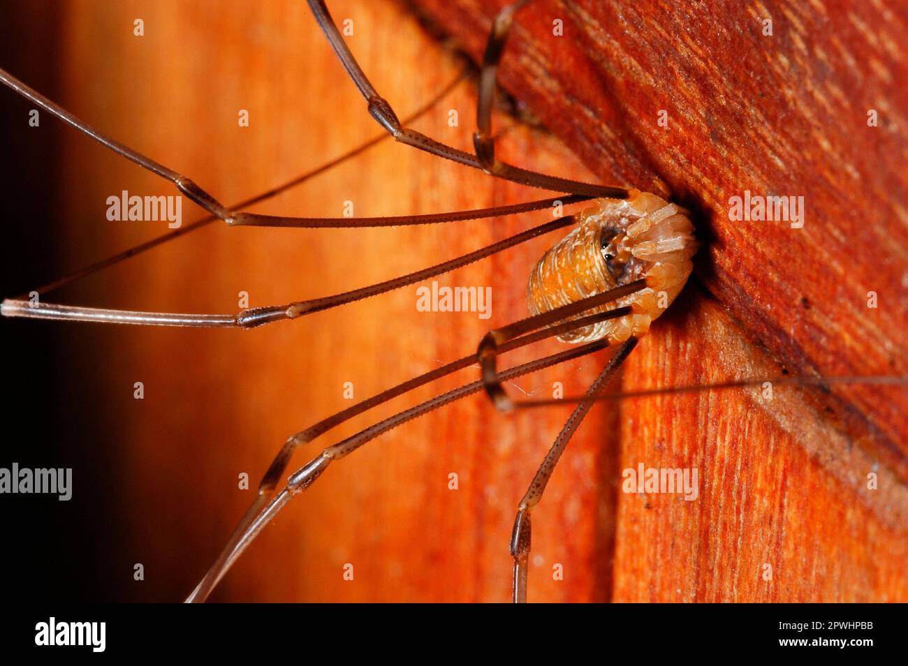 Adult harvestman hi-res stock photography and images - Alamy