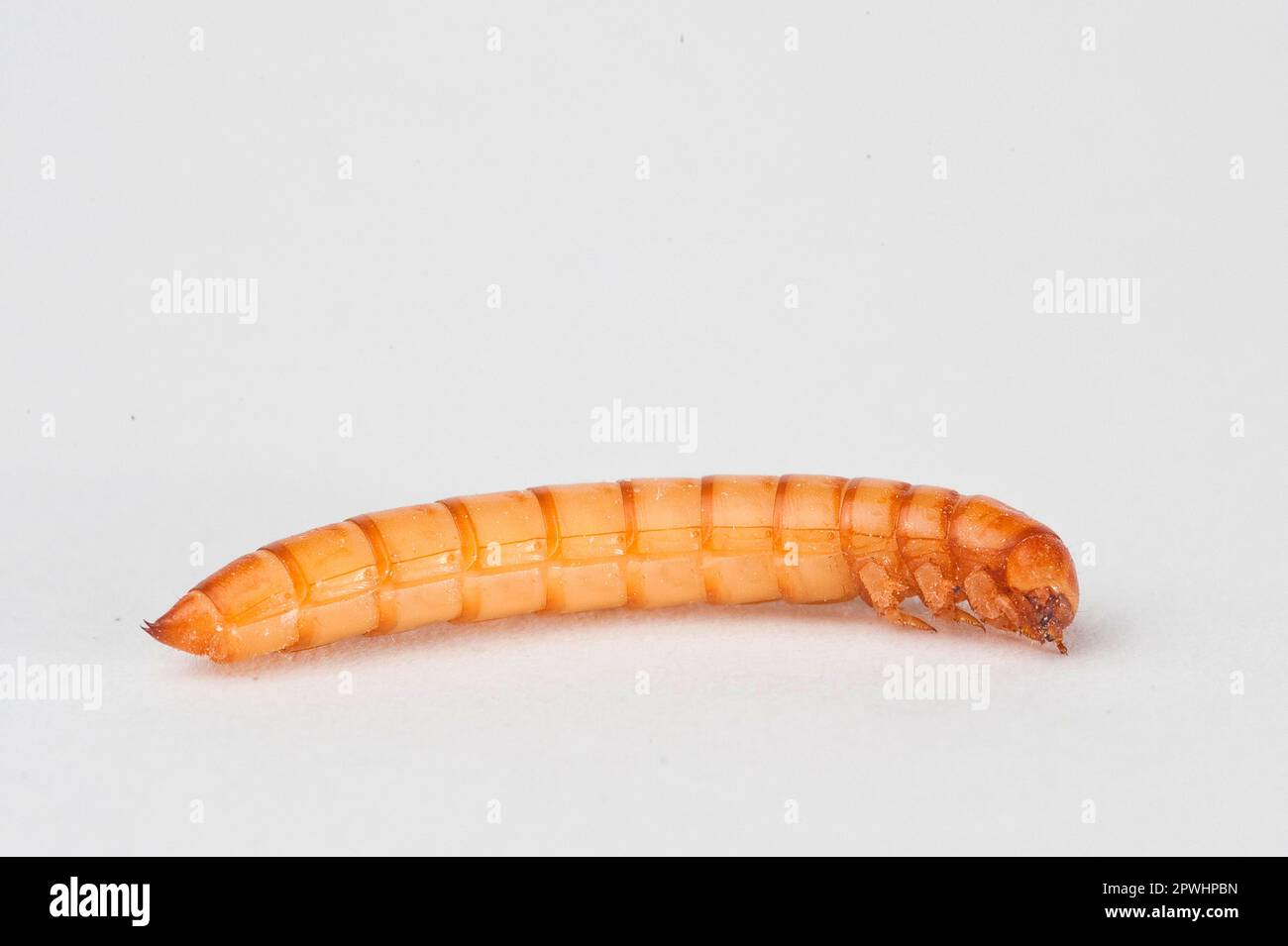 Mealworm larva hi-res stock photography and images - Alamy