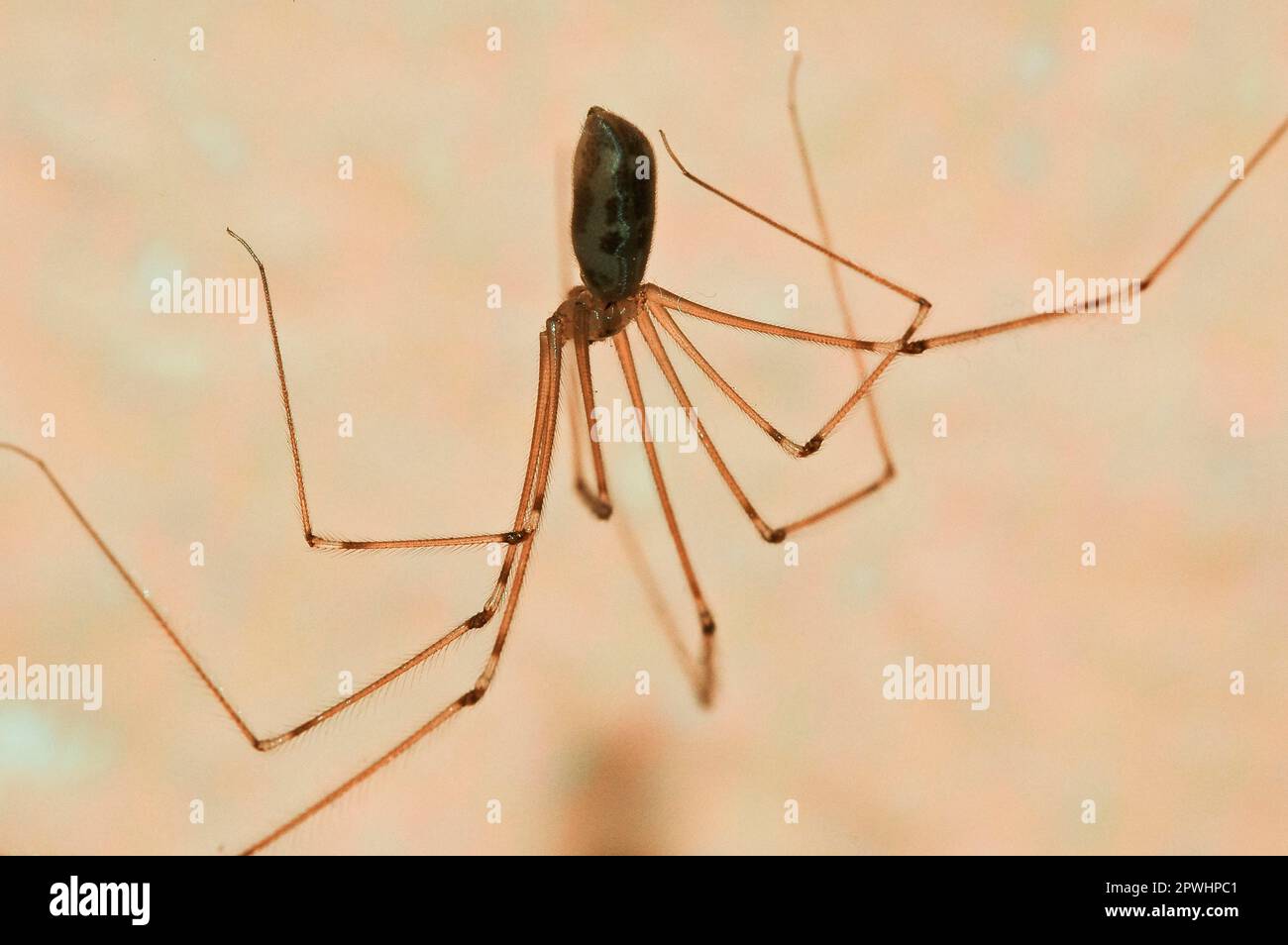 Trembling spider hi-res stock photography and images - Alamy