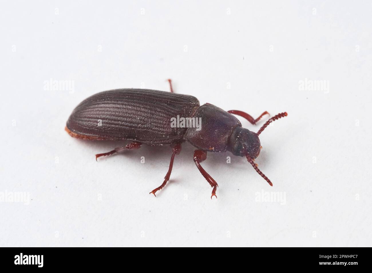 Mealworm beetle hi-res stock photography and images - Alamy