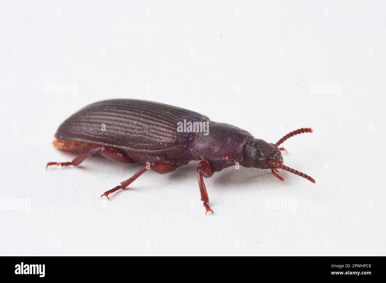 Mealworm beetle hi-res stock photography and images - Alamy
