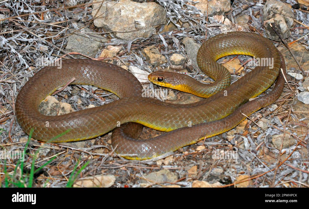 American Angry Snake Stock Photo - Alamy