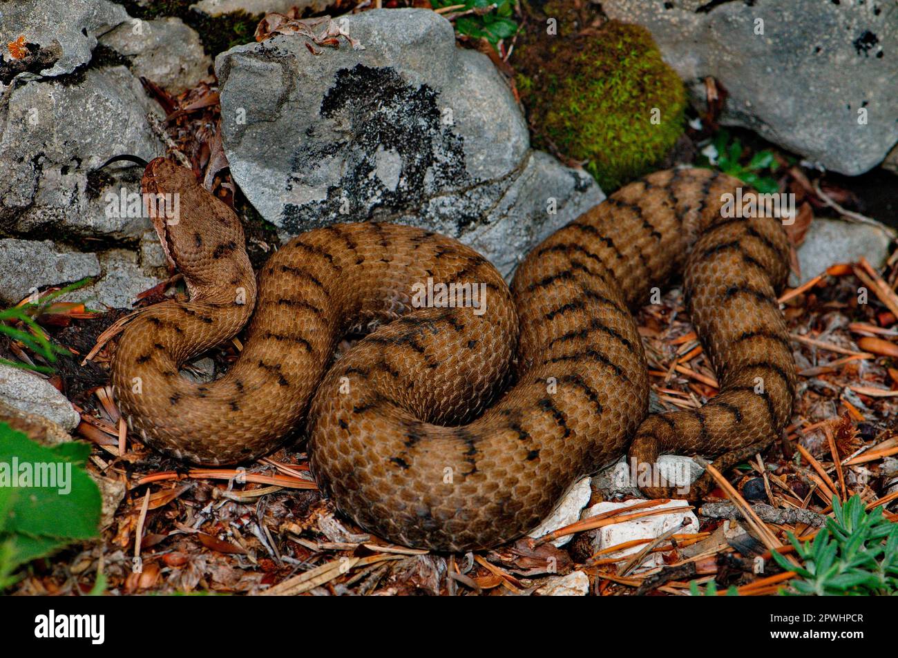 Pregnant snake hi-res stock photography and images - Alamy