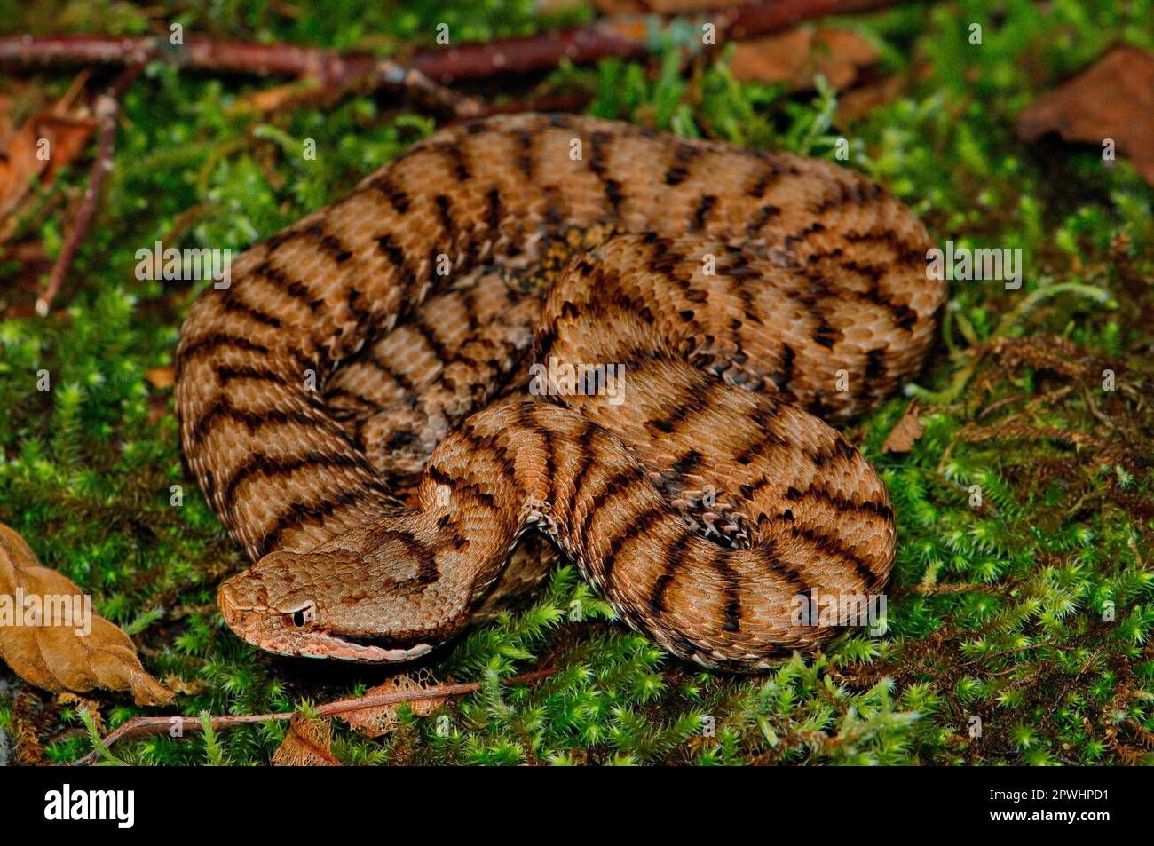 Female Alpine Viper Stock Photo - Alamy