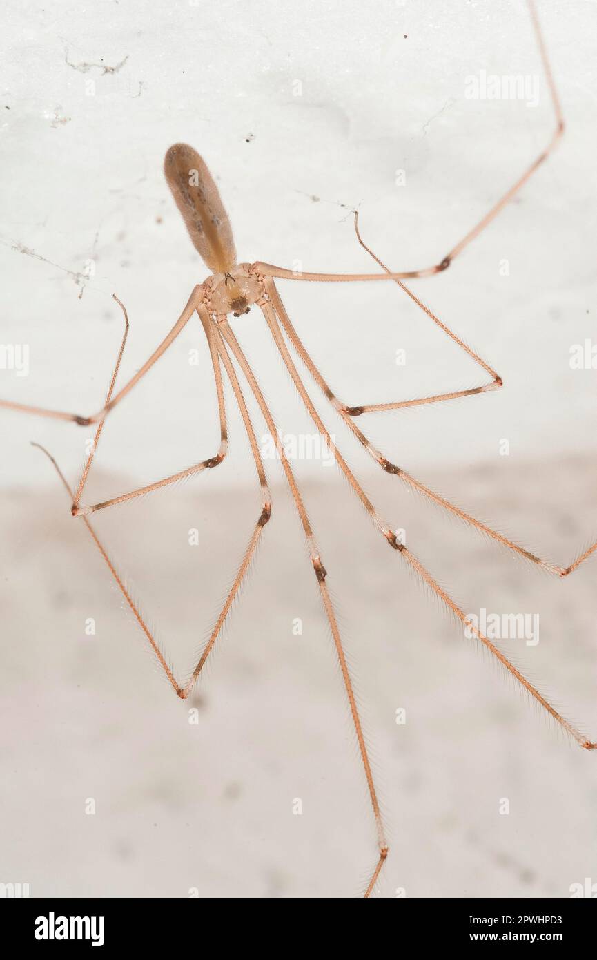 Trembling spider hi-res stock photography and images - Alamy