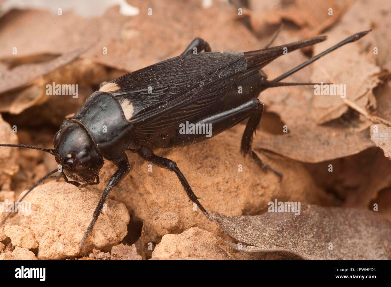 Spotted cricket hi-res stock photography and images - Alamy