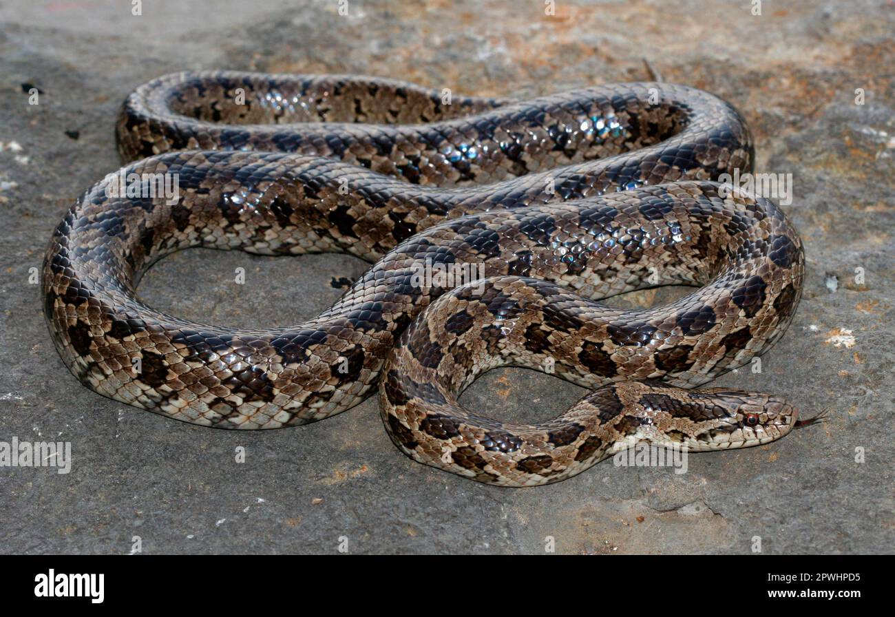 King snake hi-res stock photography and images - Alamy