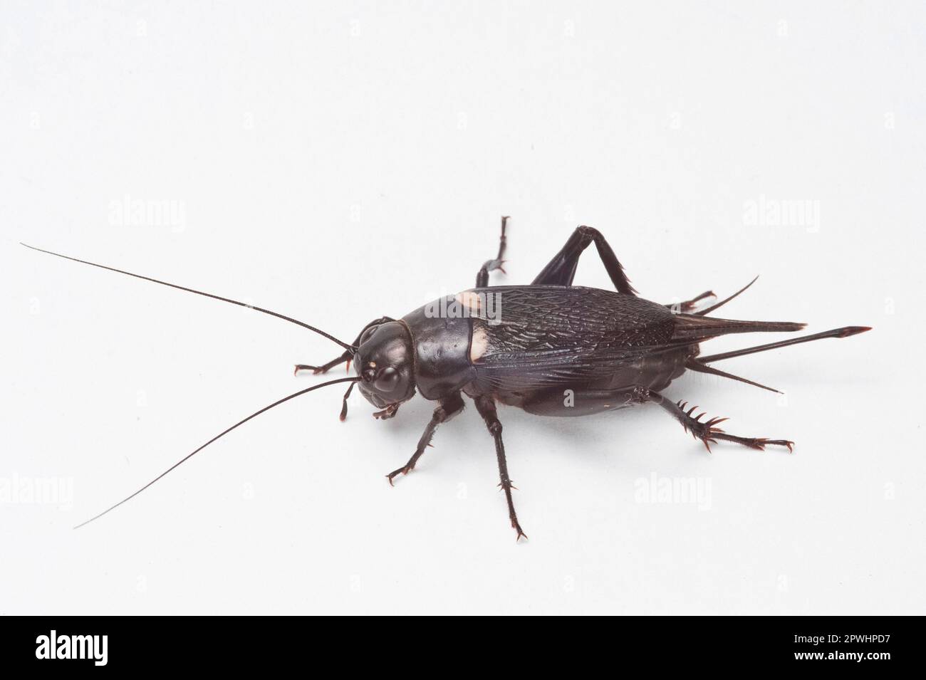 Grasshopper cutout hi-res stock photography and images - Alamy