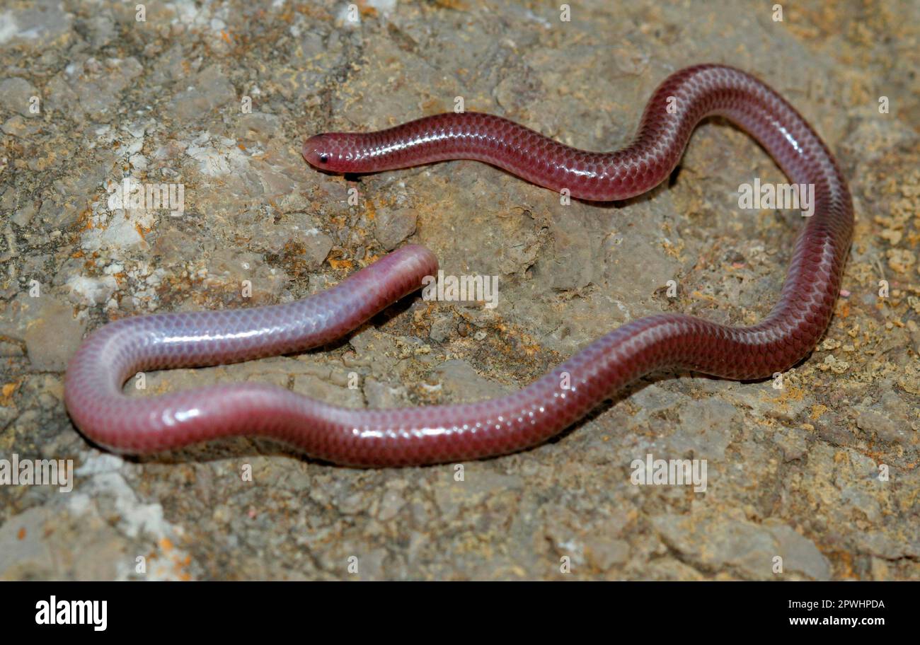 Leptotyphlopidae hi-res stock photography and images - Alamy