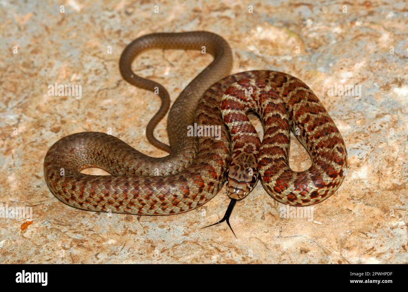 American Angry Snake Stock Photo - Alamy